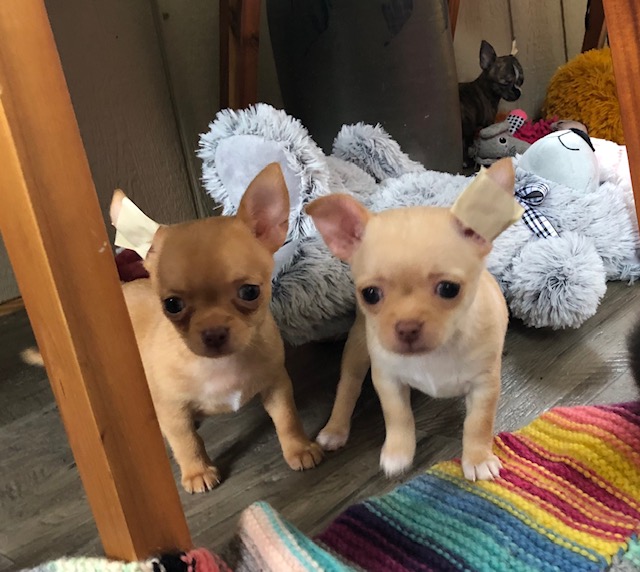 Uey's Homeraised Puppies